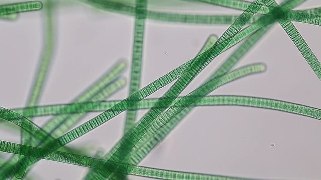 Obrázky Oscillatoria – procházejte fotografie, vektory a videa 82 | Adobe Stock