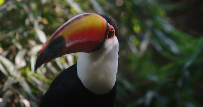 Tukan Video-Footage – Durchsuchen 11 HD-Archivvideos und Footage ...
