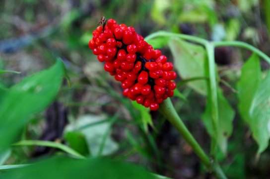 "Poison Berry" Images – Browse 3,225 Stock Photos, Vectors, and Video ...