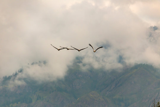 Schnacke Bilder – Durchsuchen 6,288 Archivfotos, Vektorgrafiken und ...