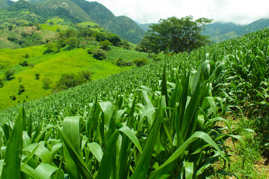 「Siembra」の画像 - 3,346 件の Stock 写真、ベクターおよびビデオ | Adobe Stock