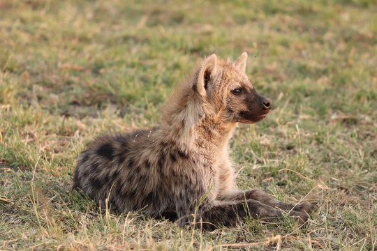 American Hyena