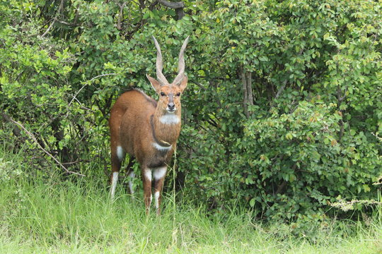 รูปภาพBushbuck – เลือกดูภาพถ่ายสต็อก เวกเตอร์ และวิดีโอ883 | Adobe Stock