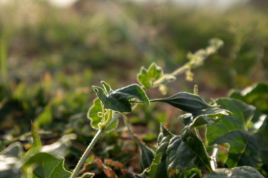 Athalakkai-Bilder: Stock-Fotos & -Videos. | Adobe Stock