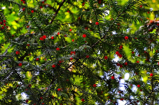 รูปภาพFructify – เลือกดูภาพถ่ายสต็อก เวกเตอร์ และวิดีโอ580 | Adobe Stock