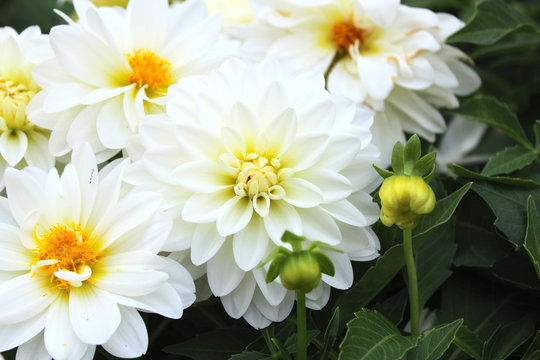 รูปภาพChrysant – เลือกดูภาพถ่ายสต็อก เวกเตอร์ และวิดีโอ1,336 | Adobe Stock