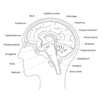 รูปภาพAmygdala – เลือกดูภาพถ่ายสต็อก เวกเตอร์ และวิดีโอ1,726 | Adobe Stock