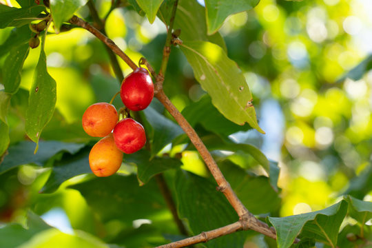 Dogberry-Tree-Bilder: Stock-Fotos & -Videos. | Adobe Stock