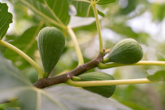 Sycone Images – Parcourir 304 le catalogue de photos, vecteurs et ...