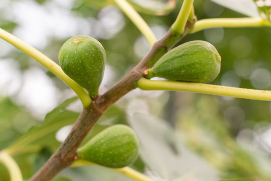 Sycone Images – Parcourir 304 le catalogue de photos, vecteurs et ...