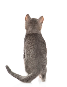Cat Back View