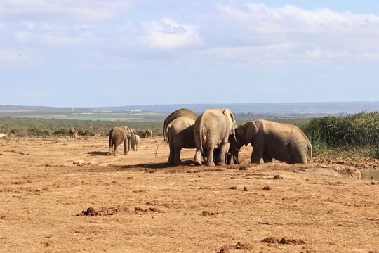 Pachiderma 画像 - 参照 820 Stock 写真、ベクターおよびビデオ | Adobe Stock