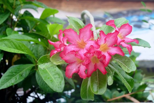 Kalachuchi Images – Browse 59 Stock Photos, Vectors, and Video | Adobe ...