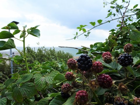Brombeerhecke-Bilder: Stock-Fotos & -Videos. | Adobe Stock