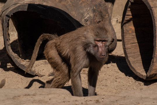 Pawian Bilder – Durchsuchen 248 Archivfotos, Vektorgrafiken und Videos ...