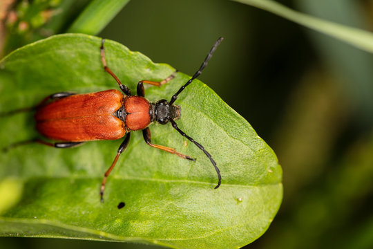 รูปภาพCucujidae – เลือกดูภาพถ่ายสต็อก เวกเตอร์ และวิดีโอ92 | Adobe Stock