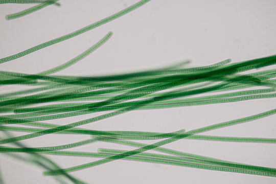 Oscillatoria Microscope Slide