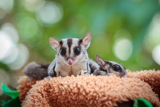 รูปภาพPteromyini – เลือกดูภาพถ่ายสต็อก เวกเตอร์ และวิดีโอ4,128 | Adobe ...