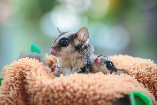 Pteromyini bilder – Bläddra bland 4,174 stockfoton, vektorer och videor ...