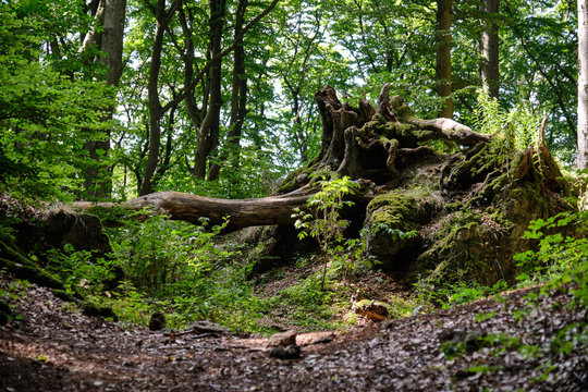 Neroth 이미지 – 찾아보기 17 스톡 사진, 벡터 및 비디오 | Adobe Stock