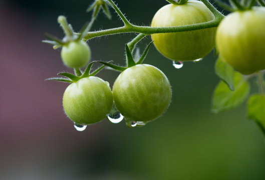 รูปภาพTomatenstaude – เลือกดูภาพถ่ายสต็อก เวกเตอร์ และวิดีโอ131 | Adobe ...