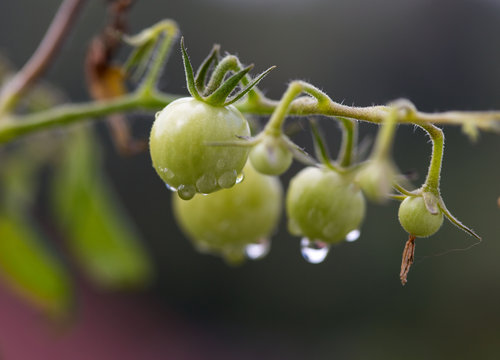 Tomatenstaude bilder – Bläddra bland 132 stockfoton, vektorer och ...