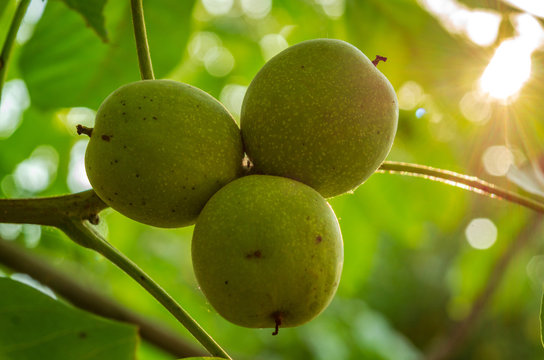 รูปภาพJuglans – เลือกดูภาพถ่ายสต็อก เวกเตอร์ และวิดีโอ38,841 | Adobe Stock