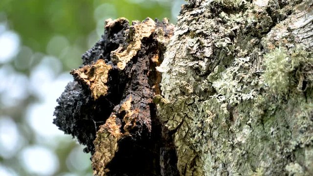 Chaga Bilder – Durchsuchen 4,240 Archivfotos, Vektorgrafiken und Videos ...