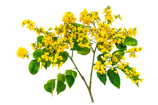 "Burmese Rosewood" Images – Browse 147 Stock Photos, Vectors, and Video | Adobe Stock