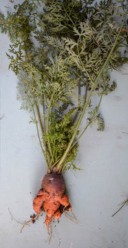 Duoton Bilder – Durchsuchen 87 Archivfotos, Vektorgrafiken und Videos ...