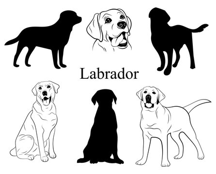 Labrador Retriever Logo Images – Browse 80,199 Stock Photos, Vectors ...