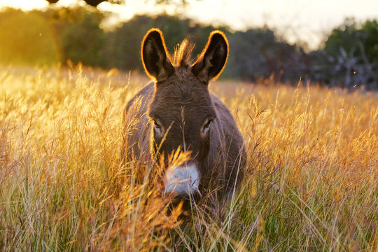 1,208 BESTE Goldesel BILDER, STOCK-FOTOS & -VEKTORGRAFIKEN | Adobe Stock