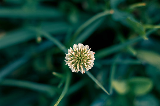 「Pinpollo」の写真素材 | 12件の無料イラスト画像 | Adobe Stock