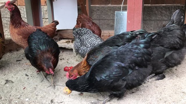 รูปภาพHen-Coop – เลือกดูภาพถ่ายสต็อก เวกเตอร์ และวิดีโอ180 | Adobe Stock