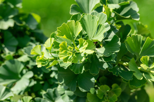 Phylum Ginkgophyta Examples