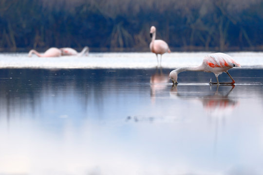 Parihuana Images – Browse 33 Stock Photos, Vectors, and Video | Adobe Stock