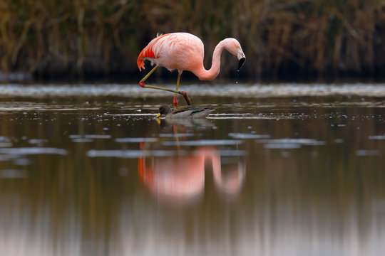 Parihuana Images – Browse 41 Stock Photos, Vectors, and Video | Adobe Stock