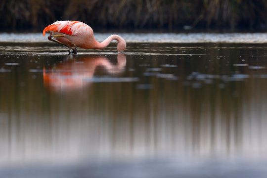 Imágenes de Parihuana: descubre bancos de fotos, ilustraciones ...
