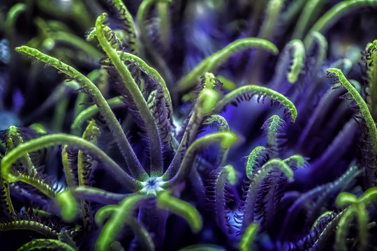 Pachyclavularia Bilder – Durchsuchen 21 Archivfotos, Vektorgrafiken und ...