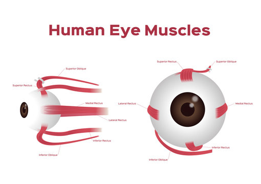 "Eye Muscles" Bilder – Durchsuchen 292 Archivfotos, Vektorgrafiken und ...