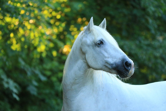 รูปภาพLippizaner – เลือกดูภาพถ่ายสต็อก เวกเตอร์ และวิดีโอ2,052 | Adobe ...