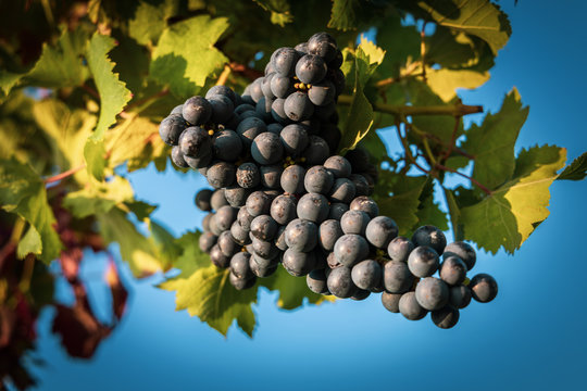 Barbera Images – Browse 4,202 Stock Photos, Vectors, and Video | Adobe ...