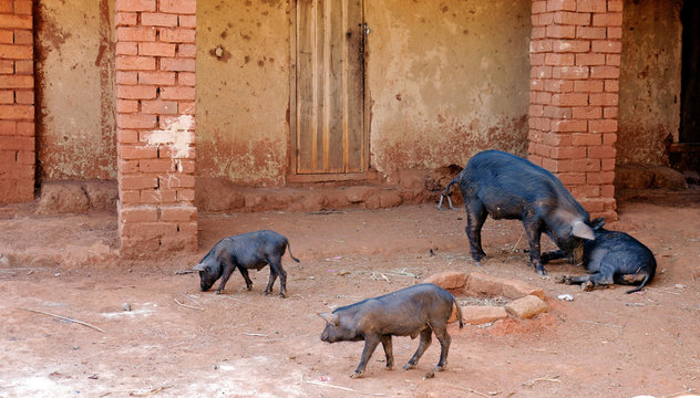 รูปภาพEnsemencer – เลือกดูภาพถ่ายสต็อก เวกเตอร์ และวิดีโอ329 | Adobe Stock