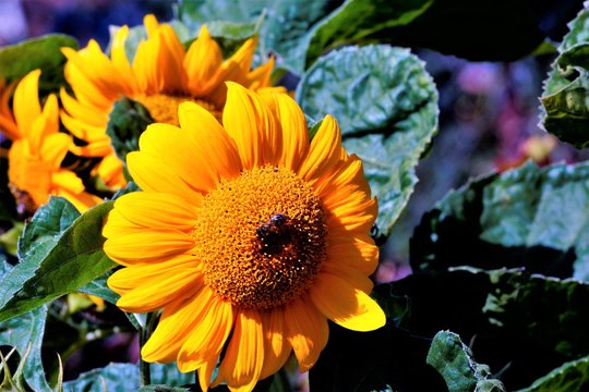 Undemanding Images – Browse 465 Stock Photos, Vectors, and Video ...