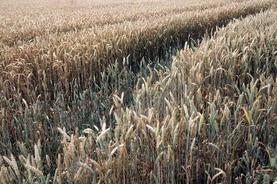 「Nartur」の写真素材 | 78件の無料イラスト画像 | Adobe Stock