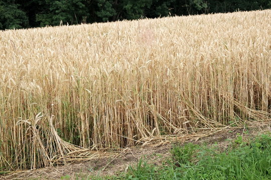 Nartur Bilder – Durchsuchen 64 Archivfotos, Vektorgrafiken und Videos ...