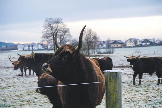 Auerrind Bilder – Durchsuchen 125 Archivfotos, Vektorgrafiken und ...