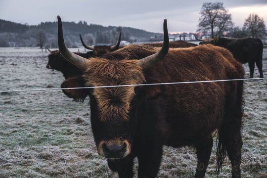 Auerrind-Bilder: Stock-Fotos & -Videos. | Adobe Stock