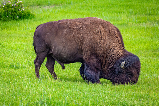 รูปภาพTatanka – เลือกดูภาพถ่ายสต็อก เวกเตอร์ และวิดีโอ444 | Adobe Stock