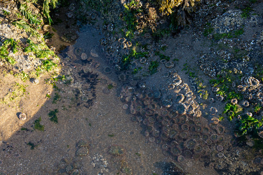 รูปภาพ"Tidal Pool" – เลือกดูภาพถ่ายสต็อก เวกเตอร์ และวิดีโอ26,553 ...